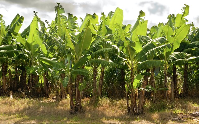 Papyrus Australia produces 100% banana food packaging